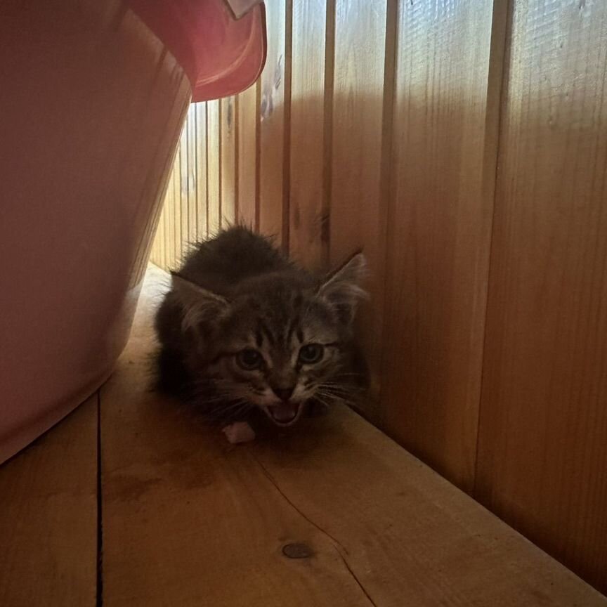Кошка