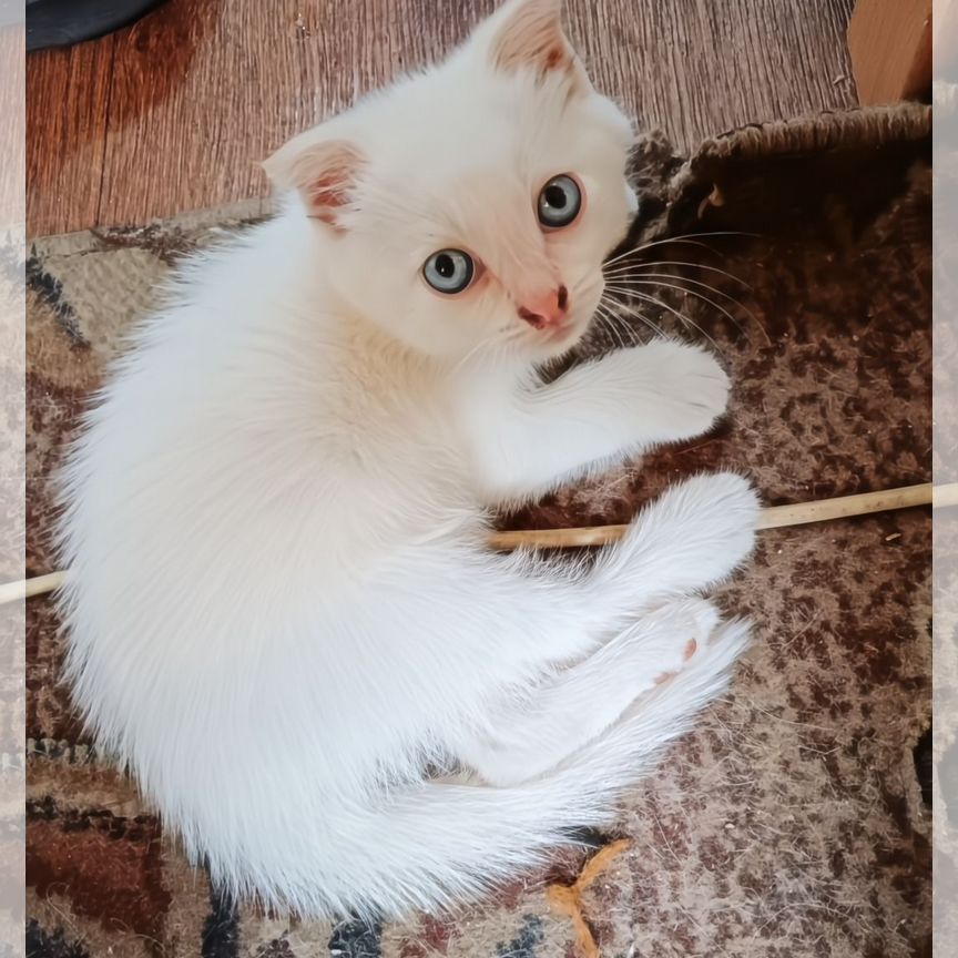 Котёнок в добрые руки