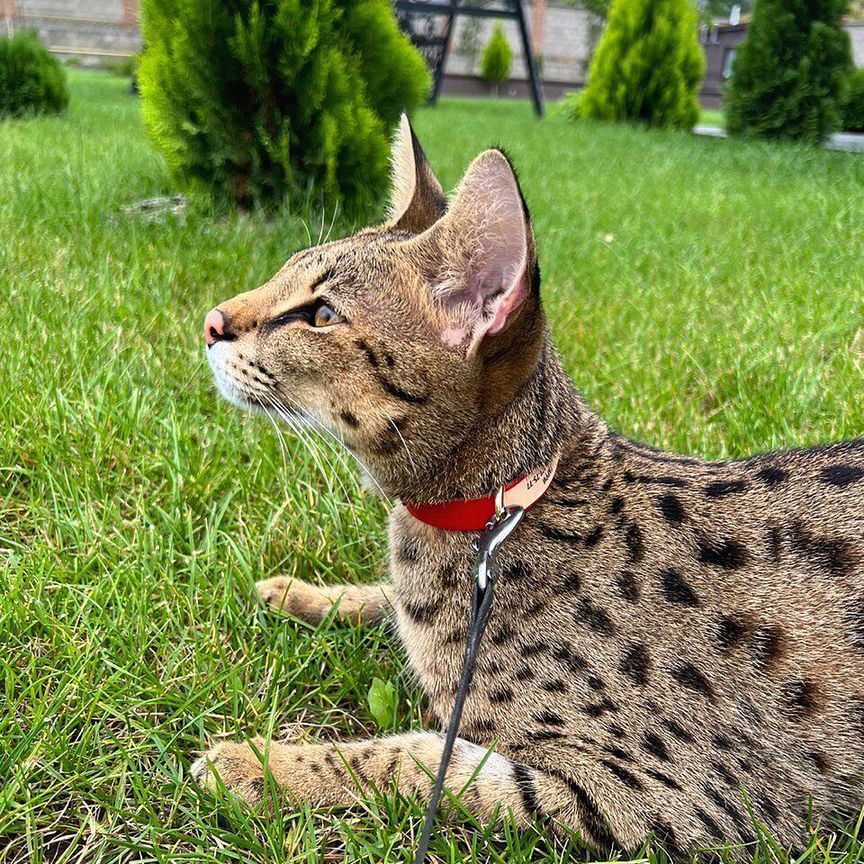 Стильные ошейники для кошек и котов