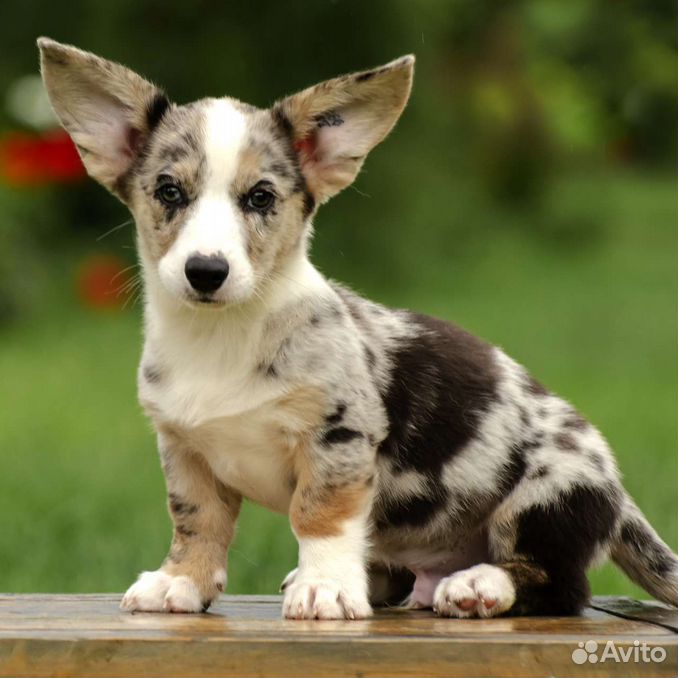 Мальчик корги мраморного окраса