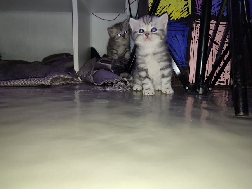 Шотландские котята