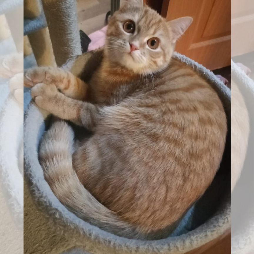 Очаровательная рыжая малышка в добрые руки