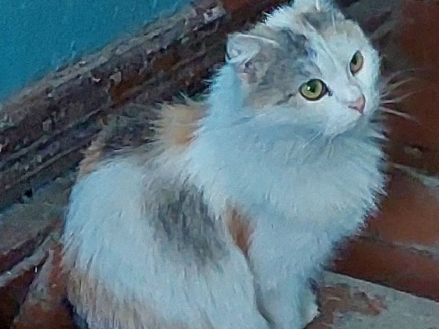 Белочка ищет дом