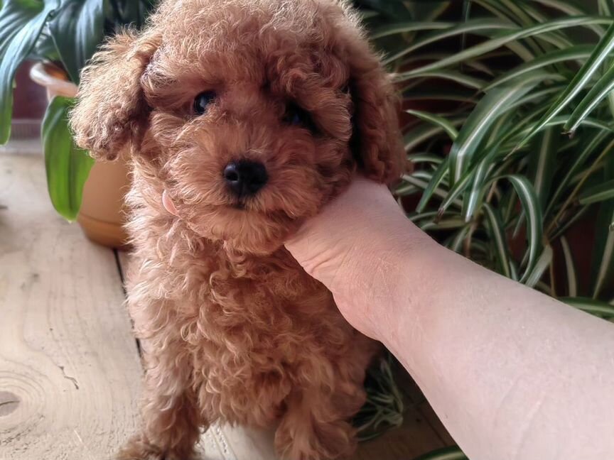 Той-пудель ред braun РКФ