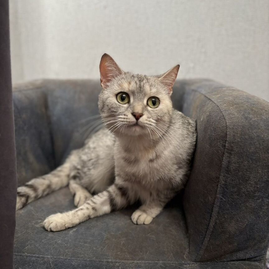 Шотландка Лада