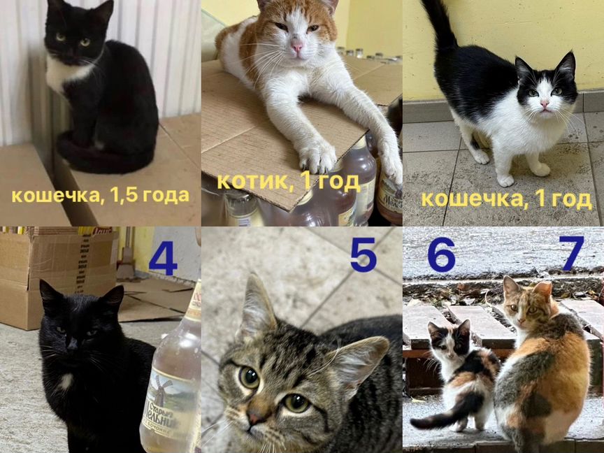 Отдам в добрые руки кошечек и котиков