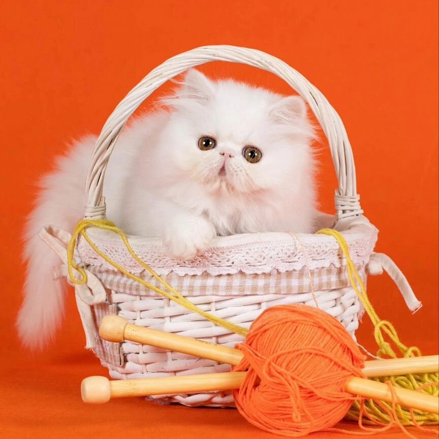 Персидский котенок