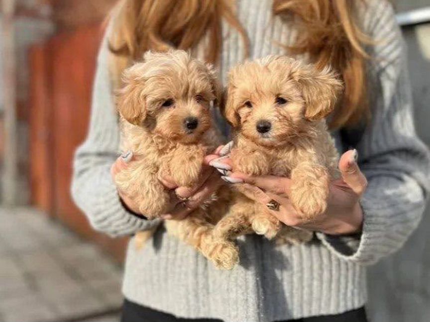 Щенки болонки