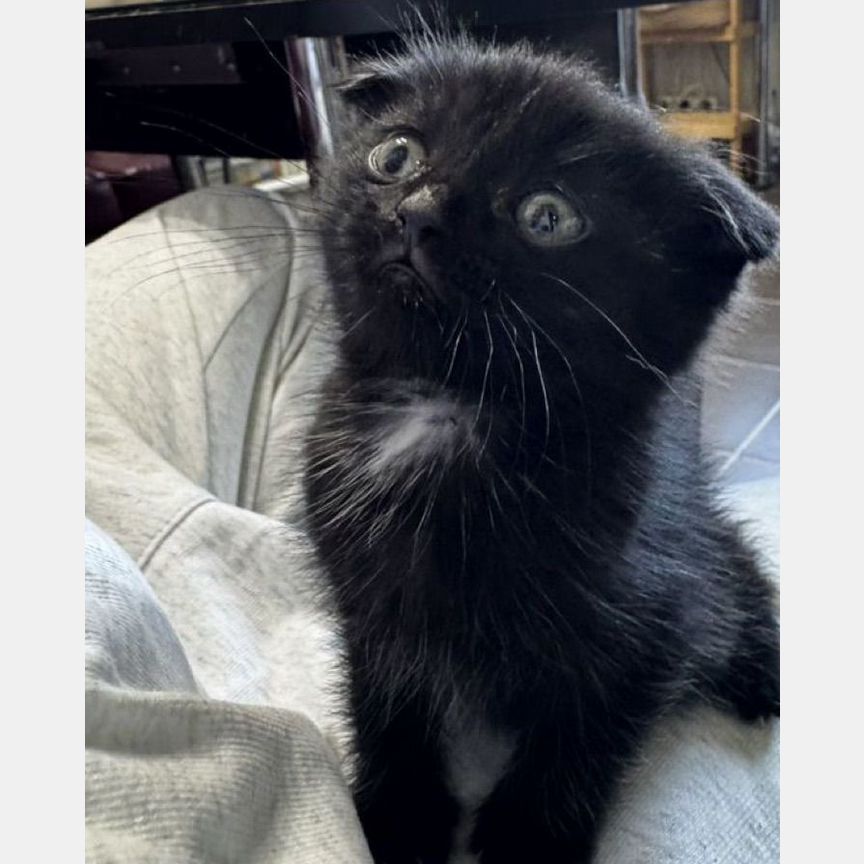 Котенок вислоухий