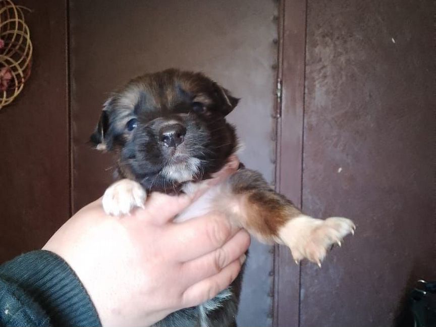 Щенки в добрые руки. Два мальчика и две девочки