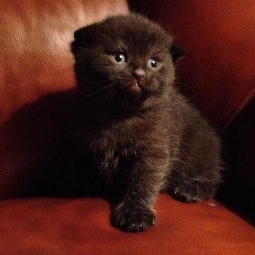 Шотландский вислоухий короткошёрстный котёнок