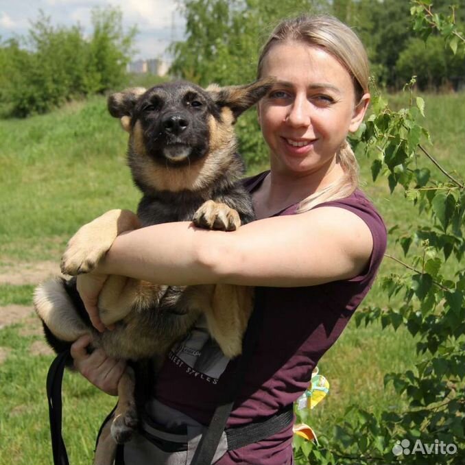 Щенок Дафна из приюта