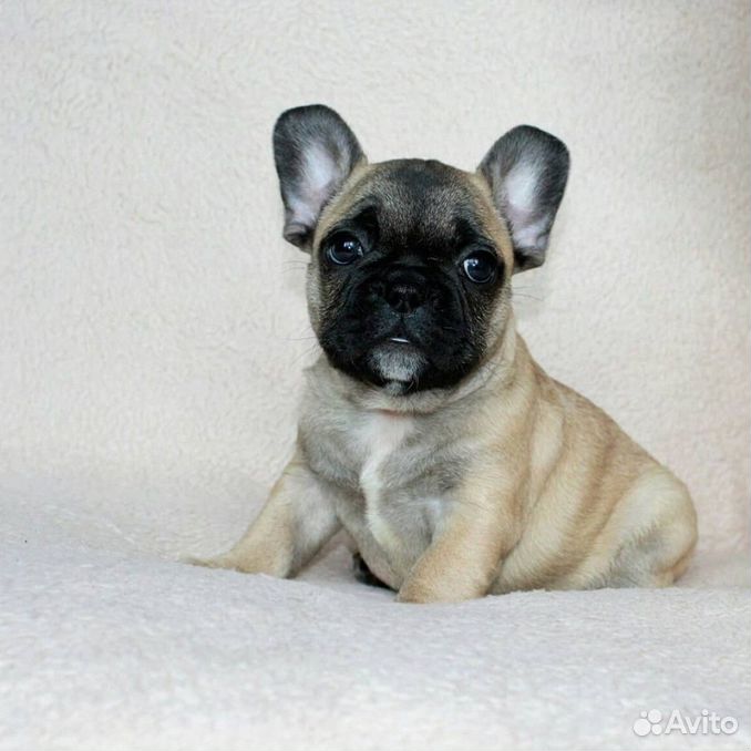 Щеночки бульдожки