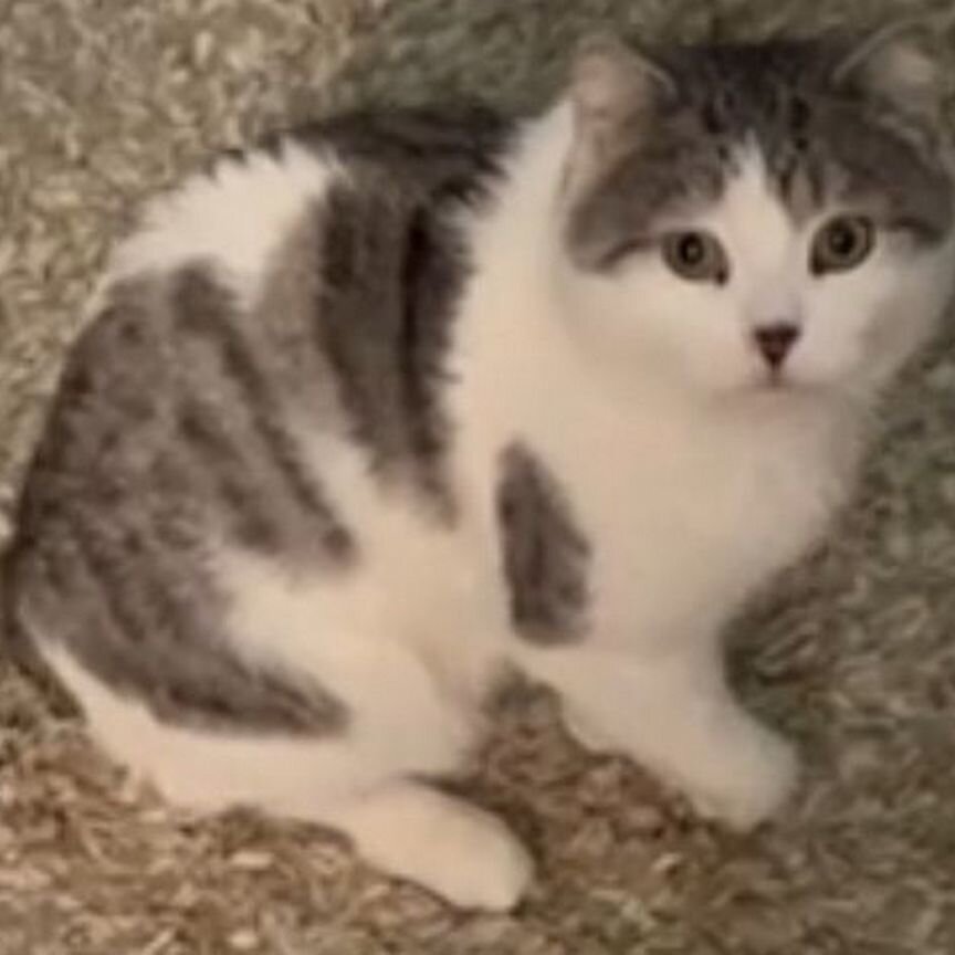 Взрослый кот в добрые руки