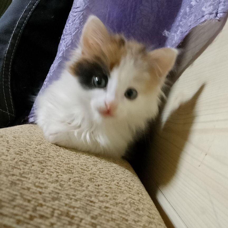 Отдам киску 1.5 месяца