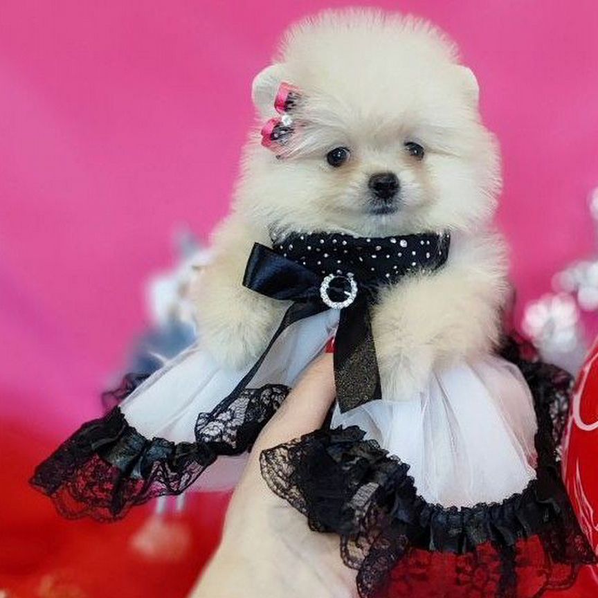 Померанский шпиц, щенок