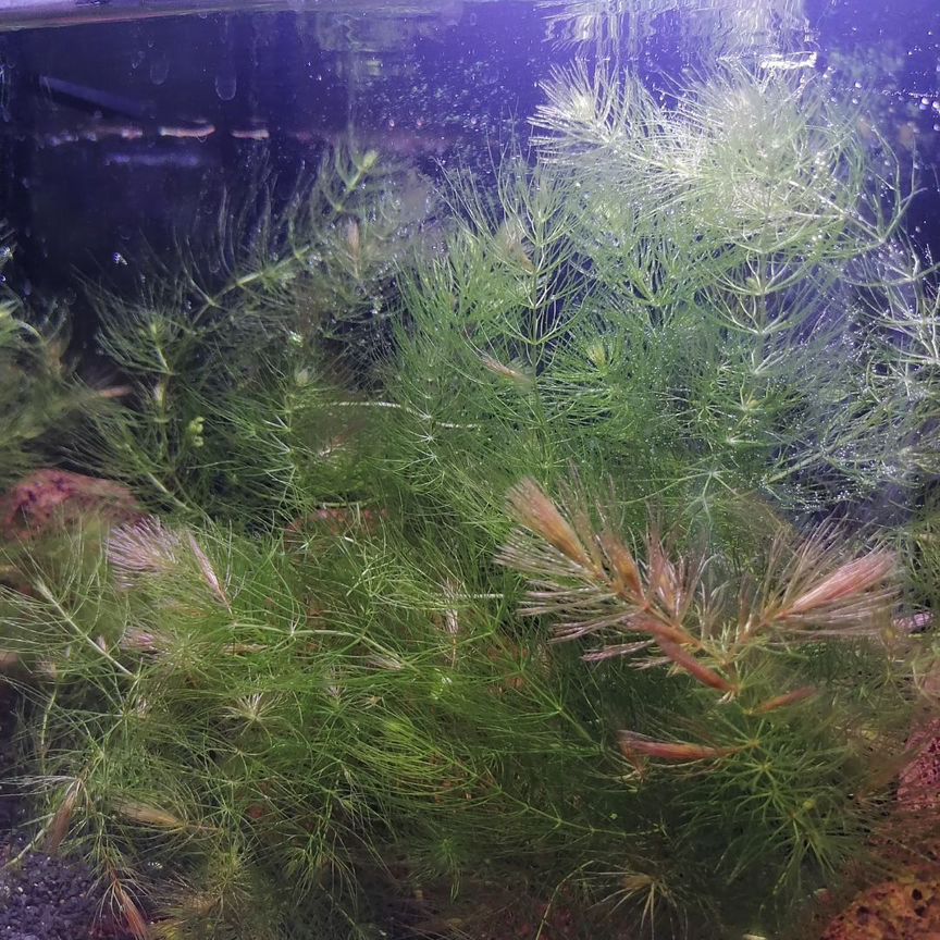 Роголистник