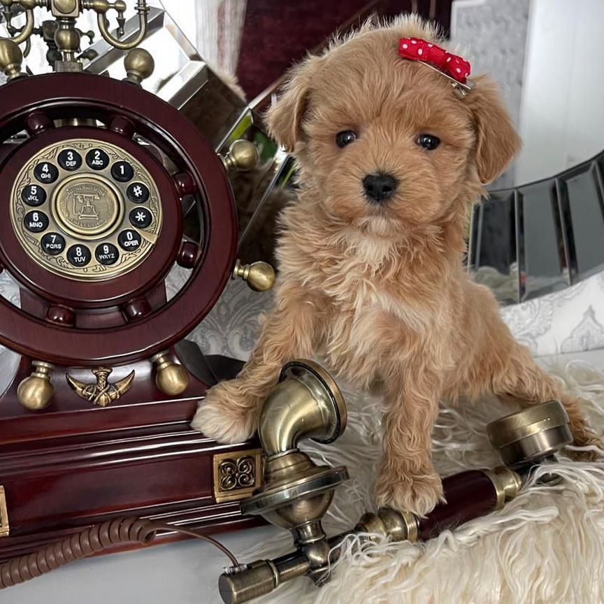 Сладкая карамелька