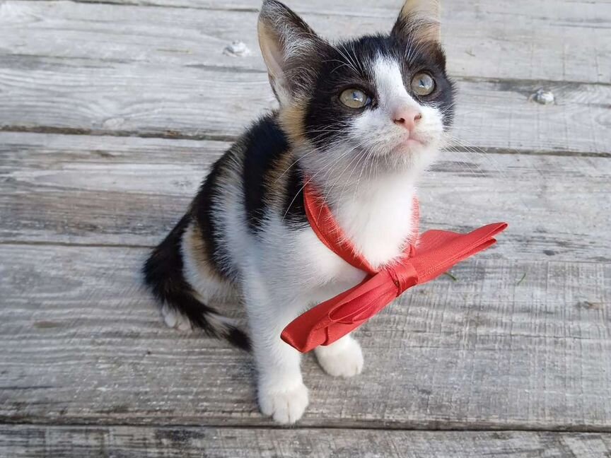 Котята отдам бесплатно
