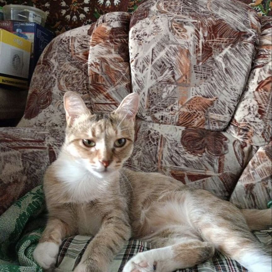 Киса в поиске Дома