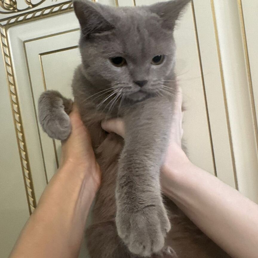 Британский длинношёрстный котёнок