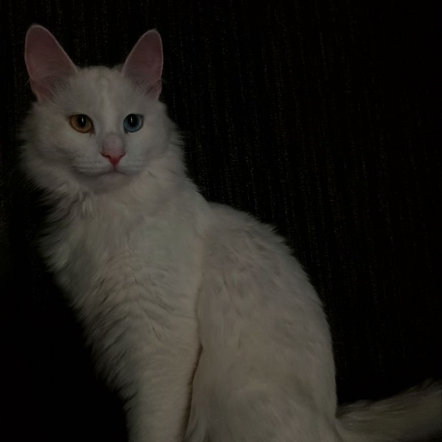 Отдам котика
