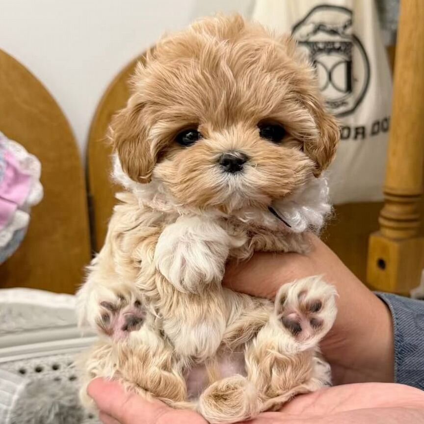 Мальтипу, щенок