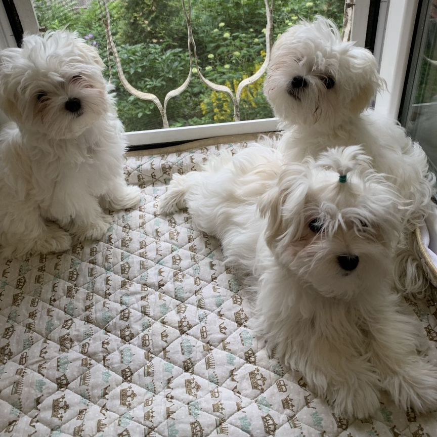 Мальтийская болонка, щенок