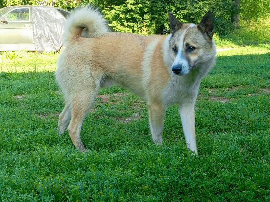 Западно сибирская лайка