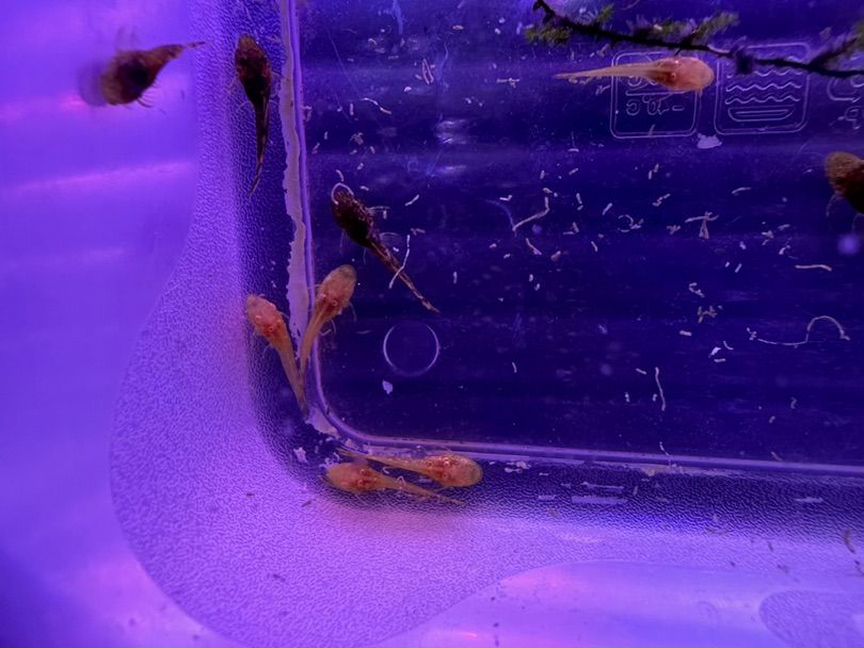 Мальки Анцитруса и Анцитруса альбиноса