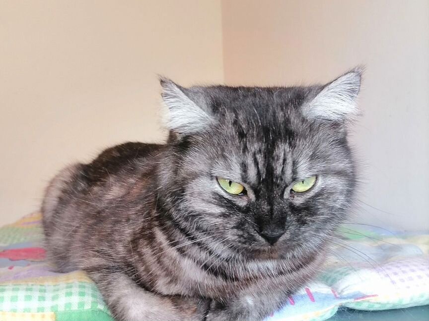 Кошечка в добрые руки