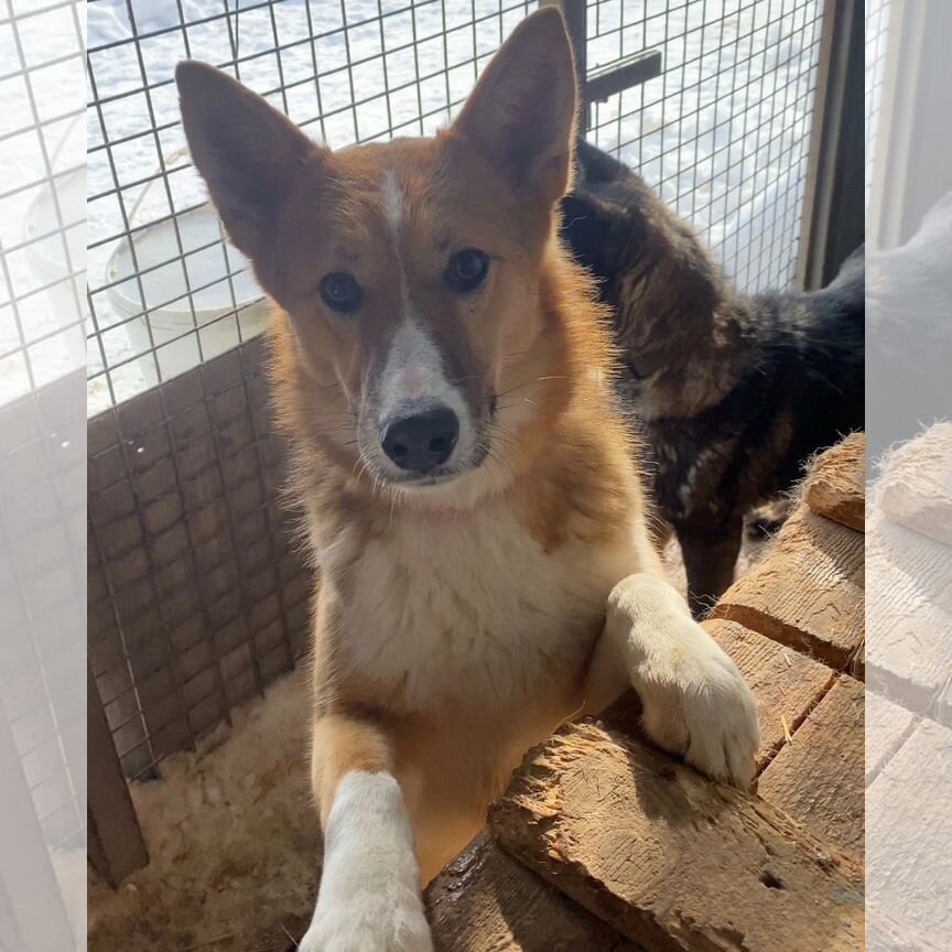 Красивая трехцветная девочка ищет добрый дом. Лада