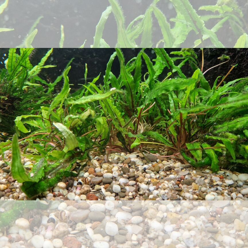 Криптокорина