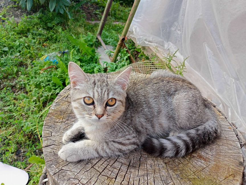 Котенок британский прямоухий