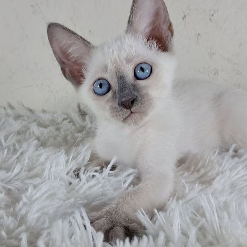 Тайские котята