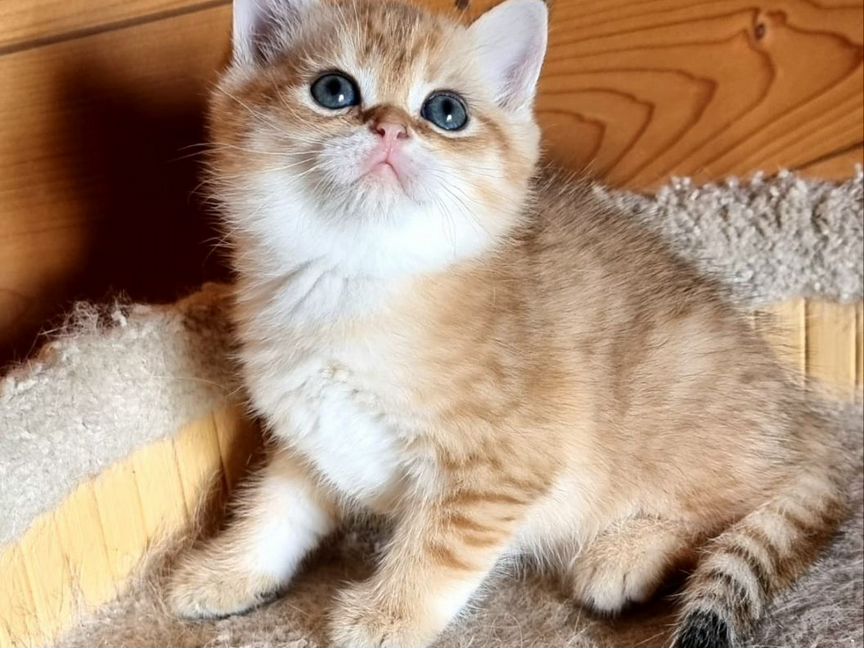 Британские котята