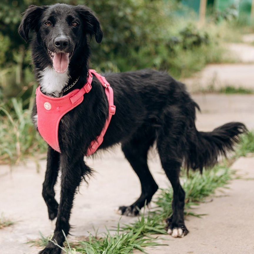 Взрослая собака в добрые руки