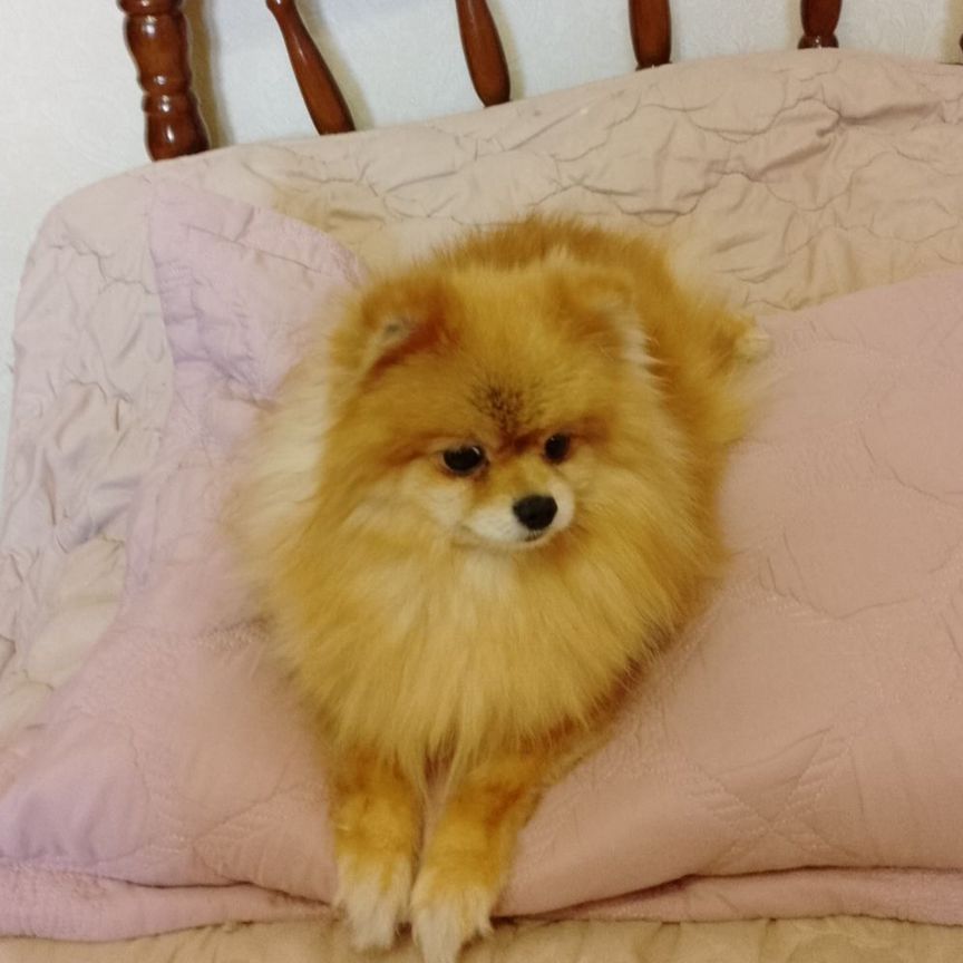 Померанский шпиц медвежьего типа