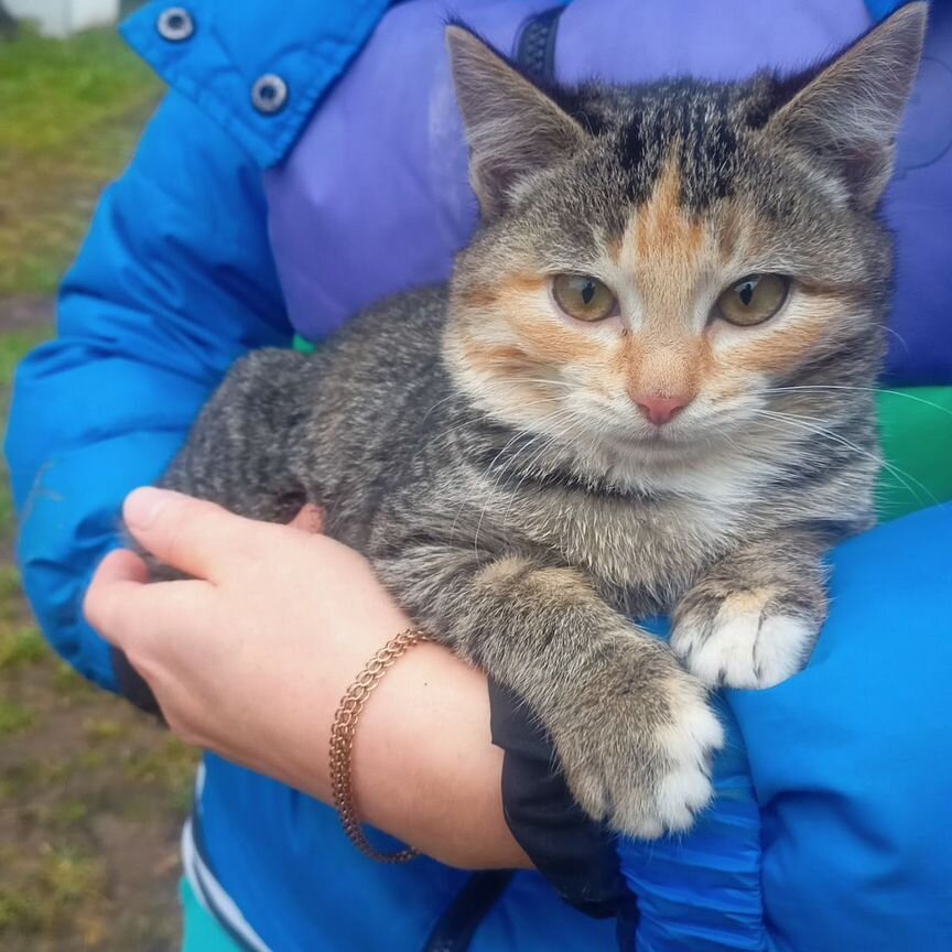 Котёнок в добрые руки