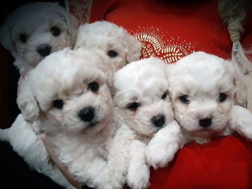 Щенки бишон фризе