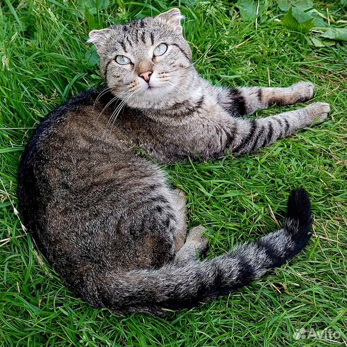Кот красивый шикарный добрый ласковый