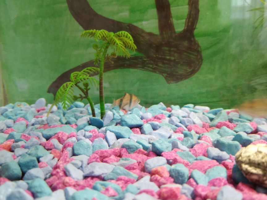 Аквариумные рыбки и растения