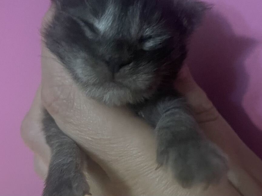 Котята мейн-кун разных окрасов
