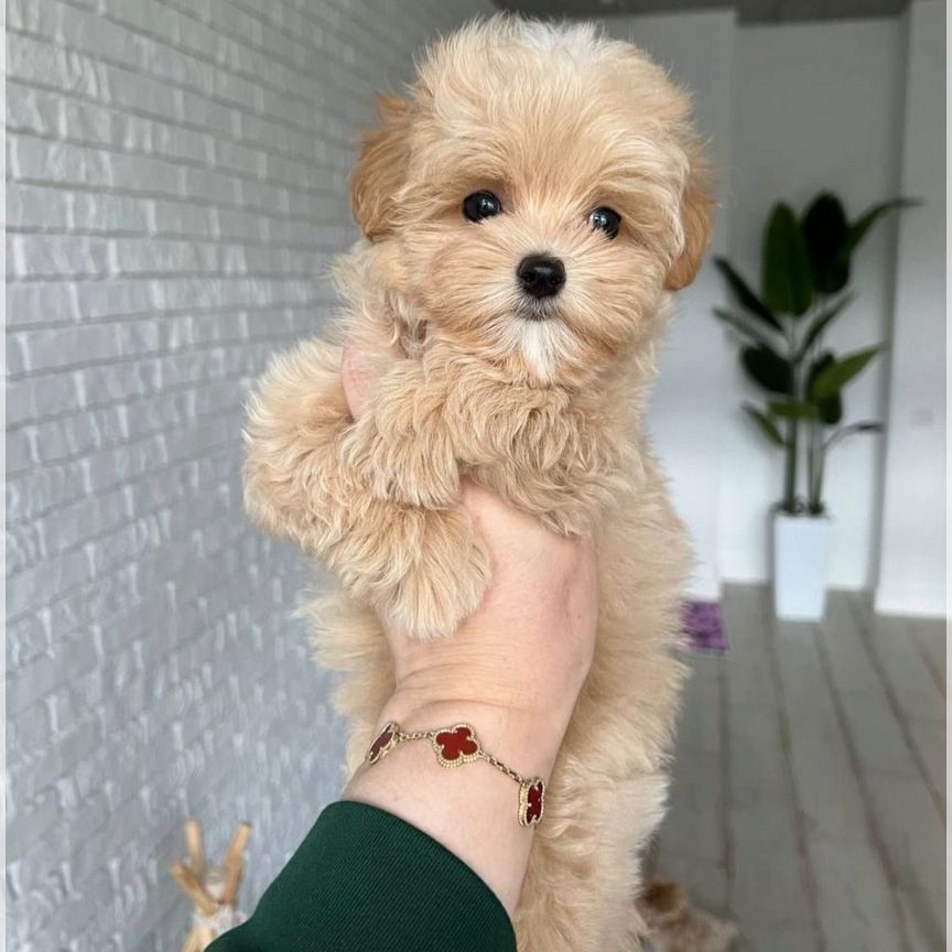 Мальтипу, щенок