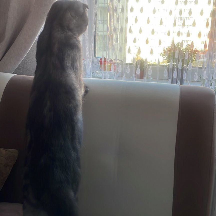 Шотландский кот