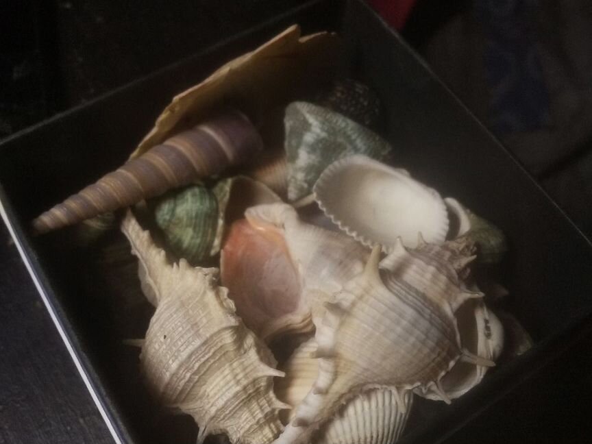 Морские ракушки