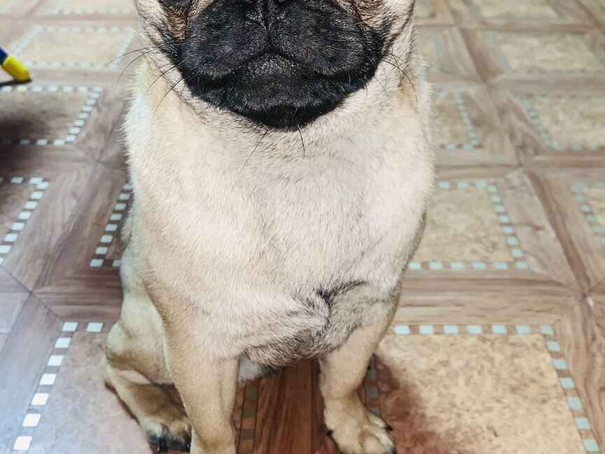 Собака мопс