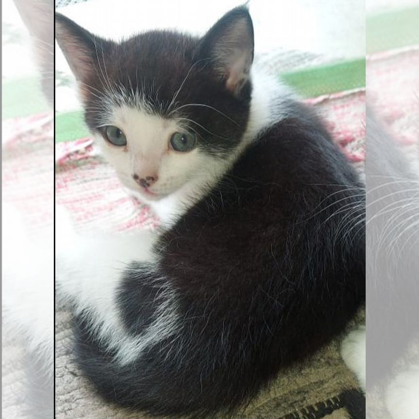Котёнок