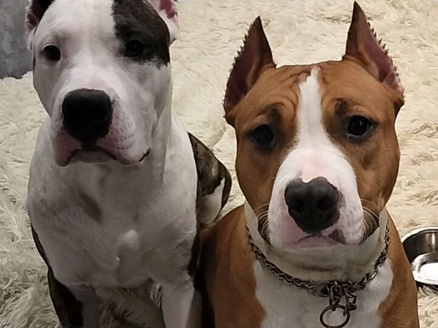 Продаются щенки Амстаффа