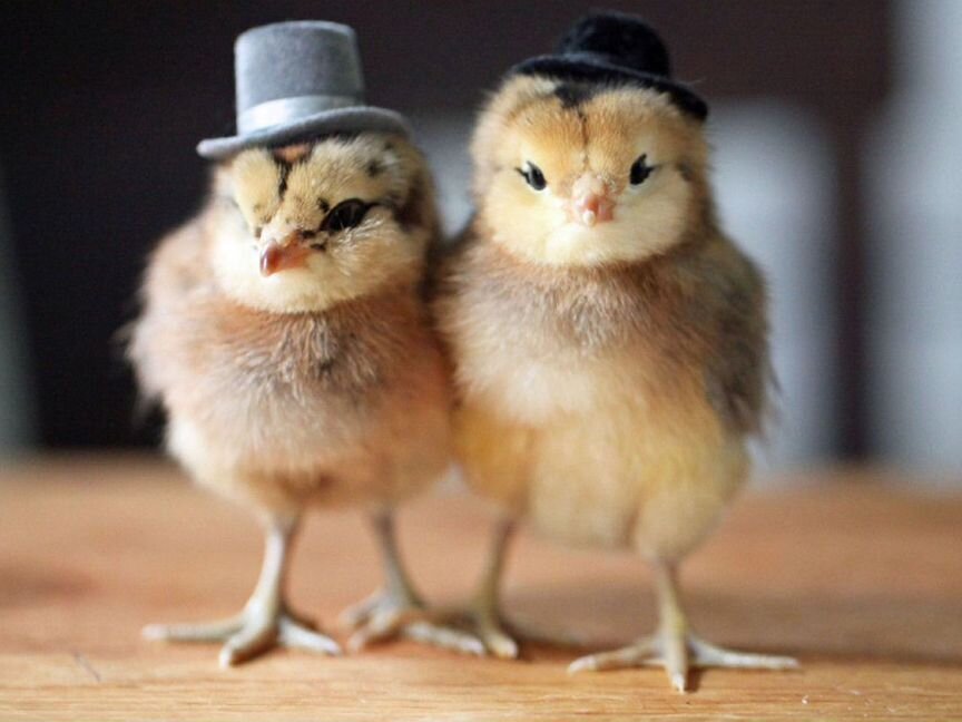 Цыплята суточные